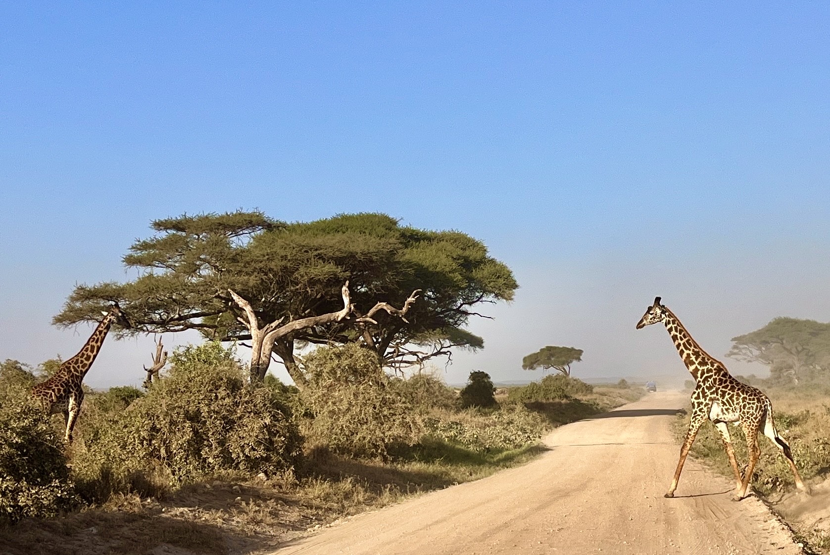 RoundTrip Safaris - Premium African Safari Experiences