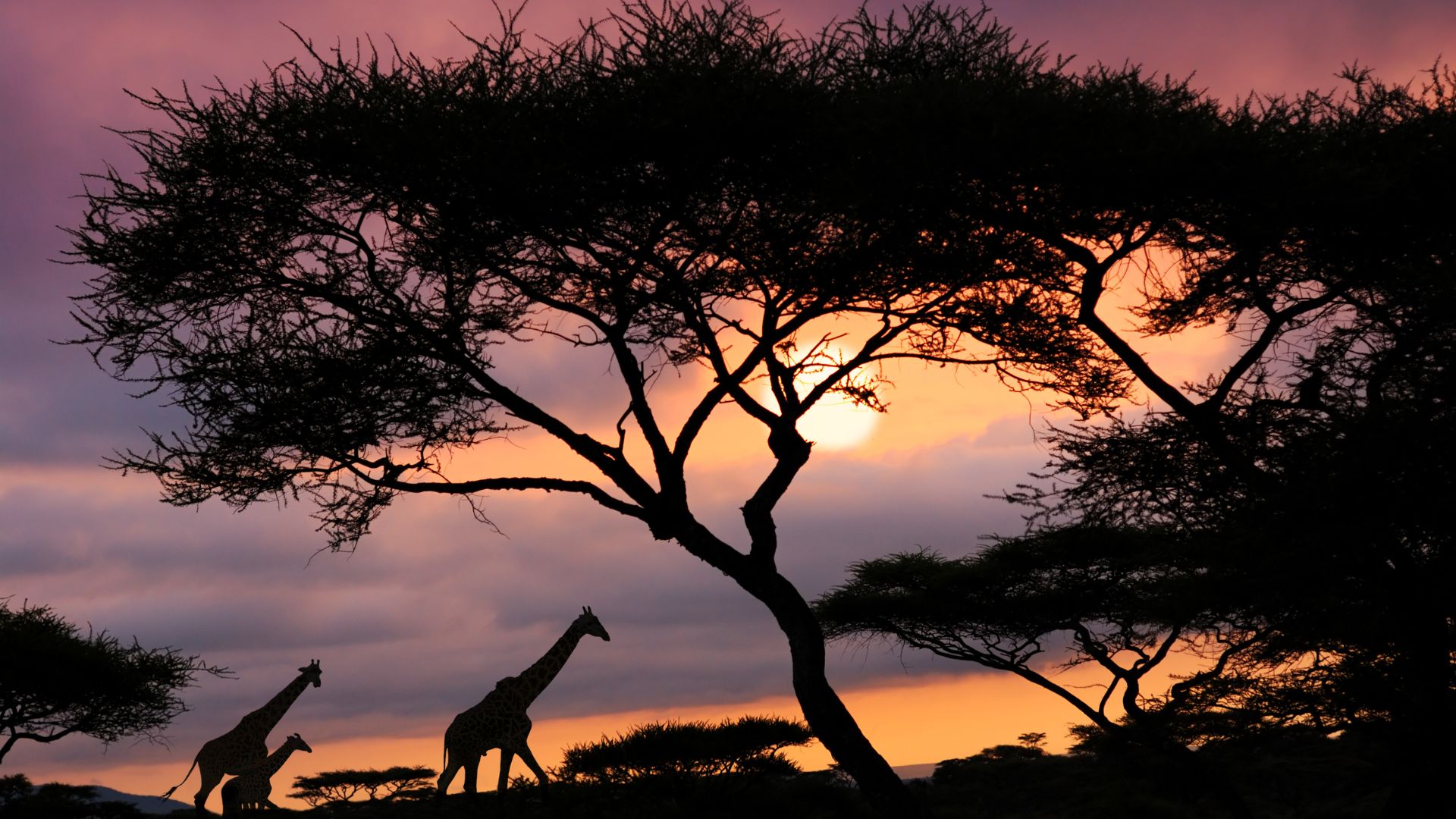 RoundTrip Safaris - Premium African Safari Experiences
